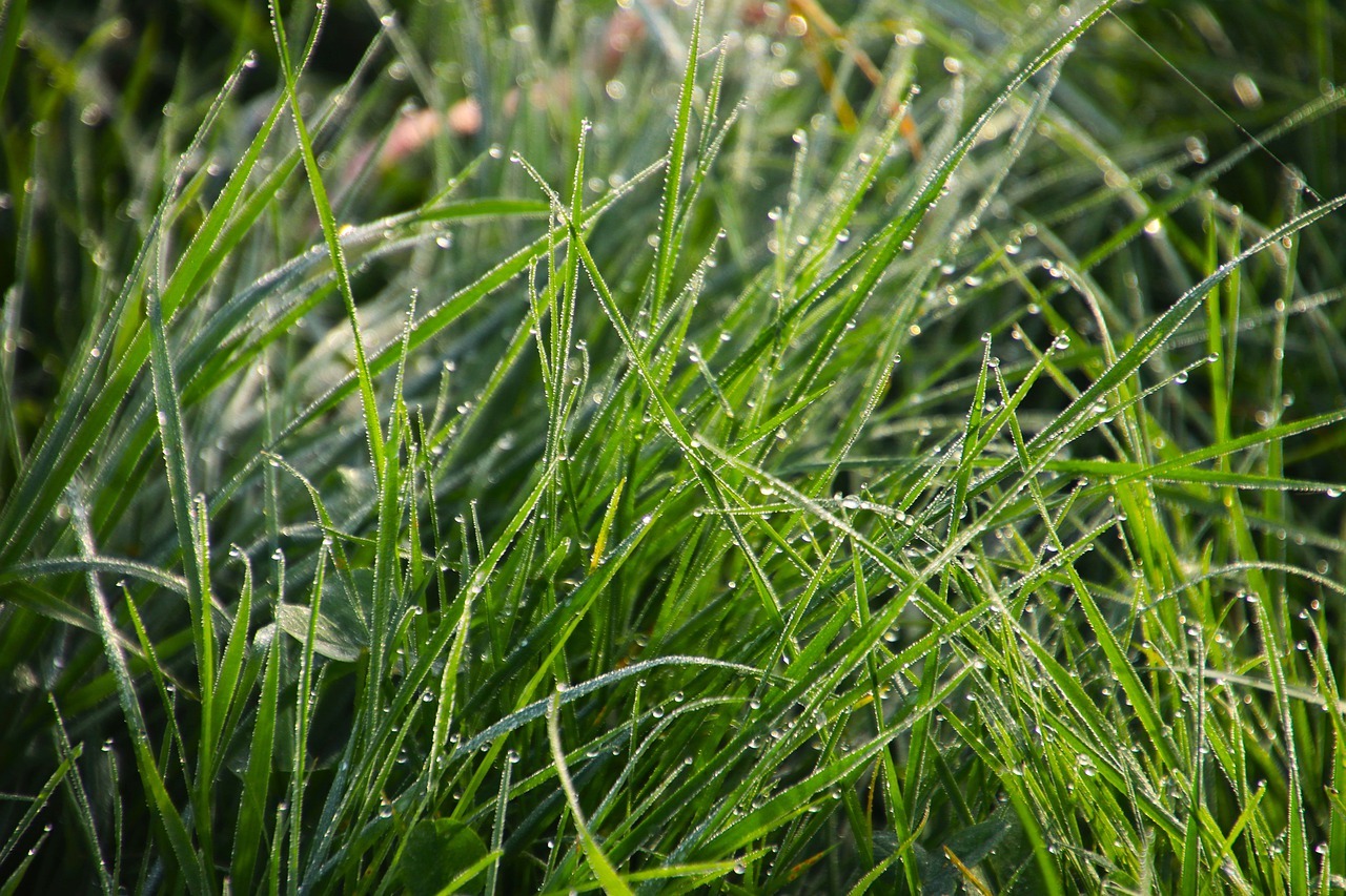 Pourquoi couper l'herbe de son jardin